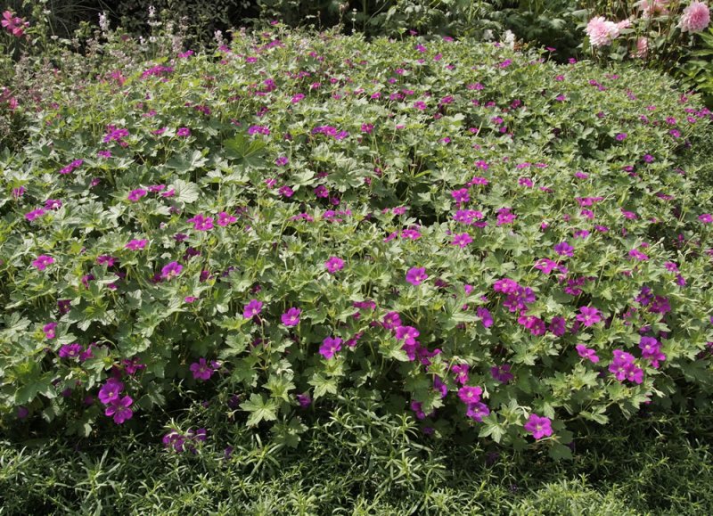 Geranium x riversleaianum ‘Russell Prichard’ – Plants – Oak Leaf Gardening