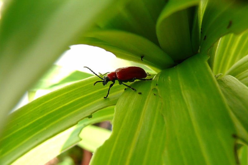 Lily beetle – Lilioceris lilii – Problems – Oak Leaf Gardening